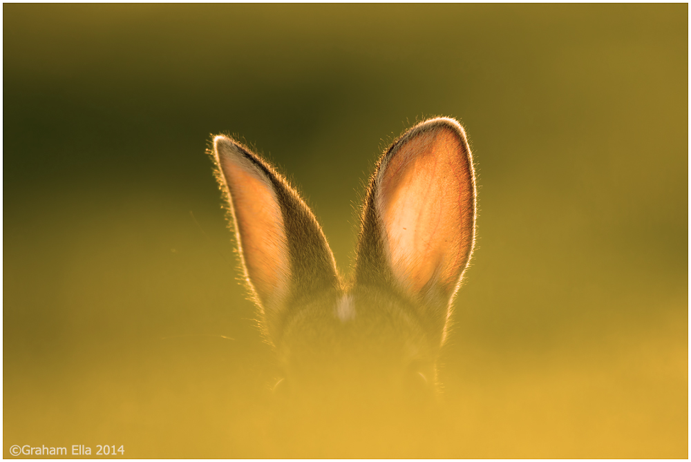 Rabbit Rabbit Rabbit - Wildlife Photography on the Outer Hebrides