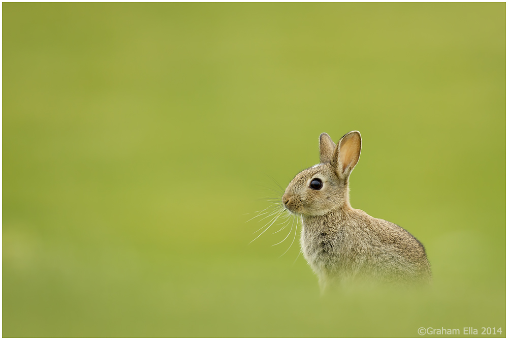 Rabbit Rabbit Rabbit - Wildlife Photography on the Outer Hebrides